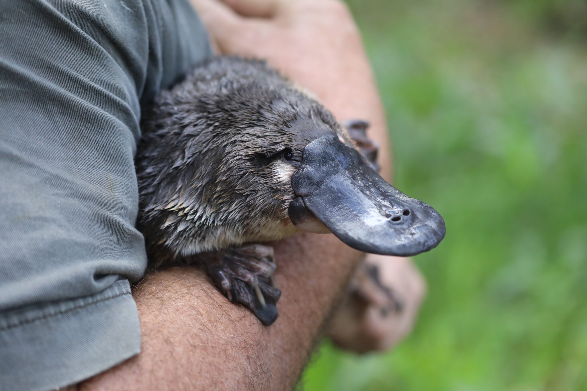 PEEKING AT PLATYPUS - COAST Magazine