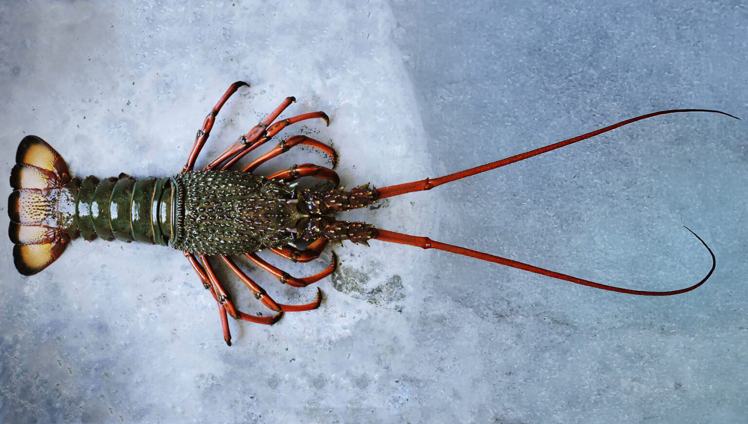 WHEN THE OCEAN IS WILD OUR LOCAL LOBSTERS 'WALK' - COAST Magazine