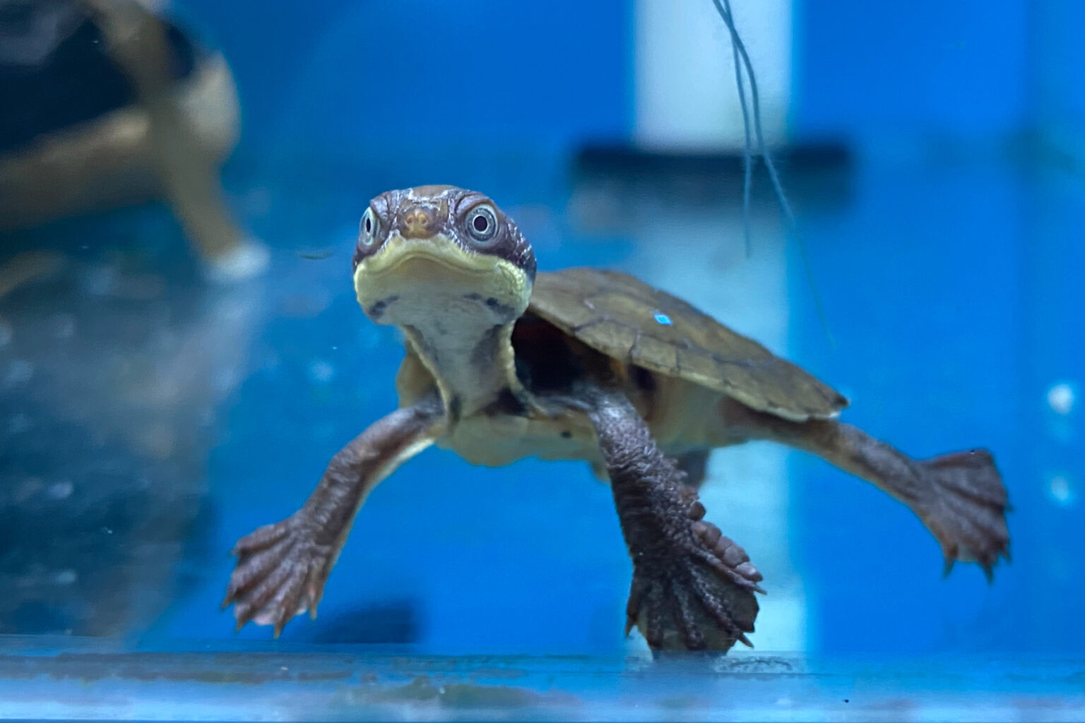HOW DINGOES BEFRIEND AN ANCIENT TURTLE - COAST Magazine